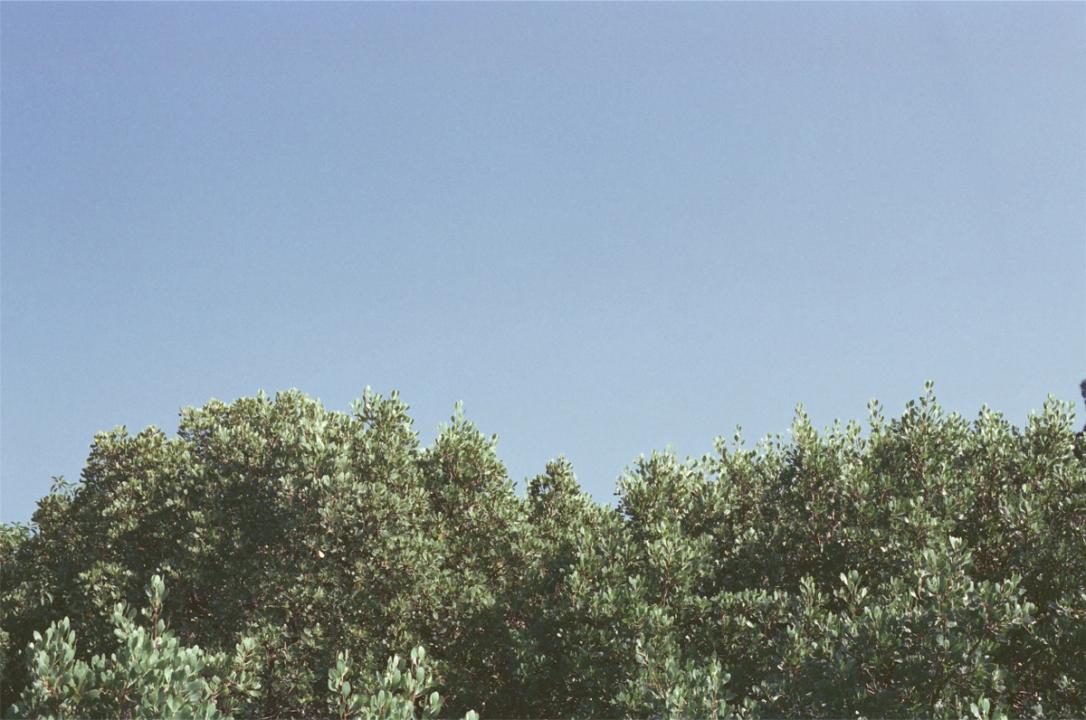What We Can Learn From Trees | THE WELL